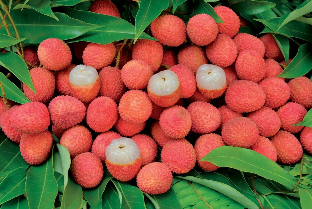 Fresh Shahi litchi Exporters and Import from India | Aworld Exports